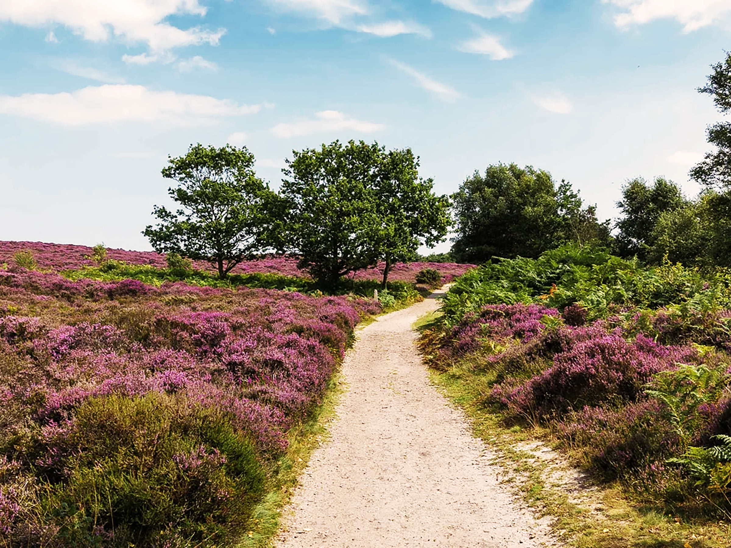 Walberswick Nature Reserve, Suffolk | Walberswick Wildlife