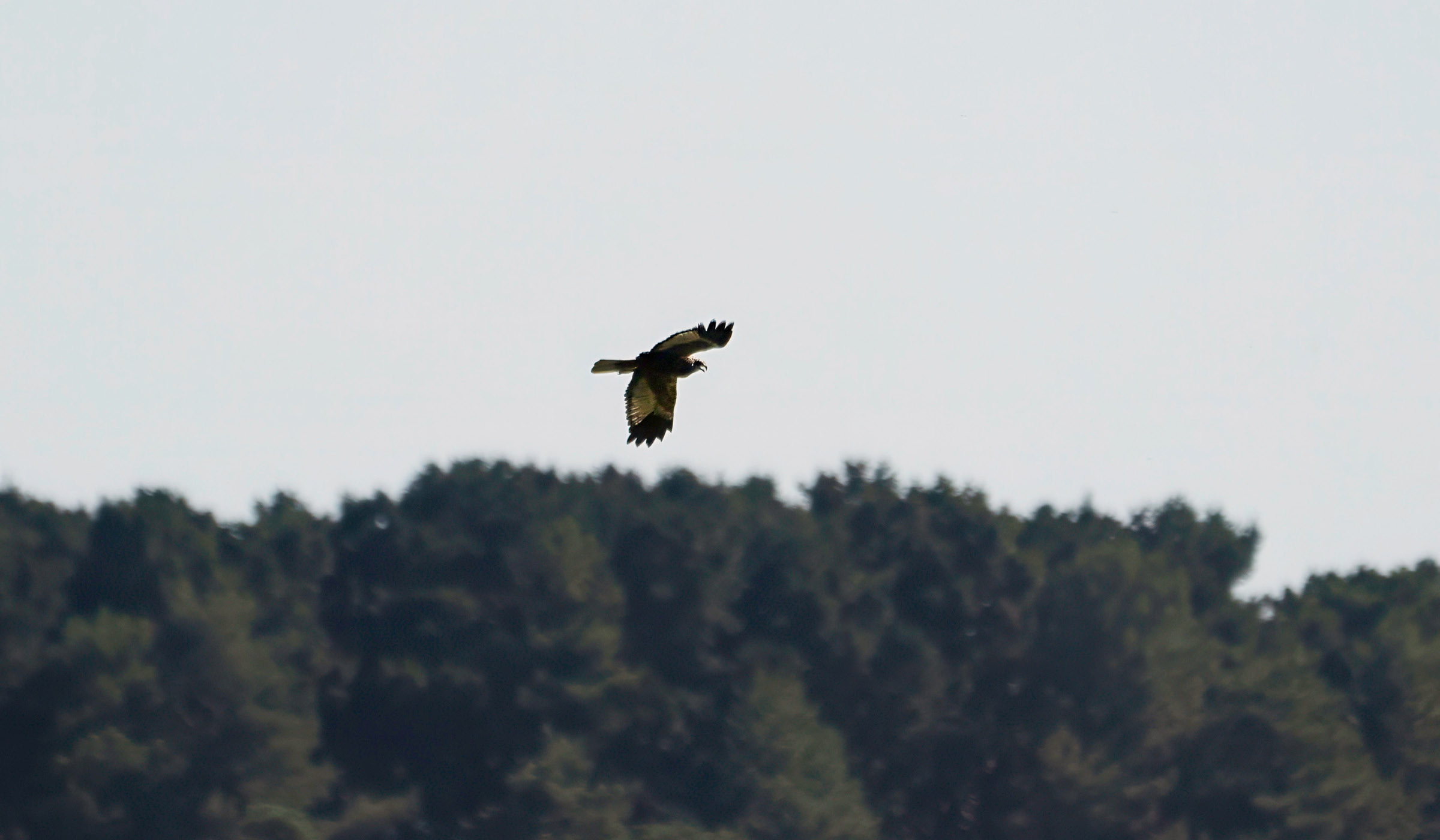 Best Bird Watching Spots in Suffolk | Suffolk Bird Watching Sites